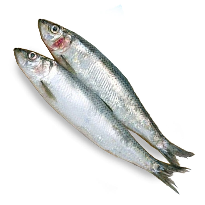 Wild Nishin Herring 300g-400g (MOQ 2kg) – Simplyfresh HK