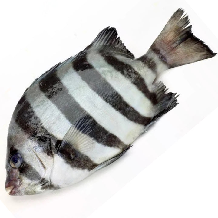 Wild Striped Beakfish "Ishidai" 1Kg – Simplyfresh HK