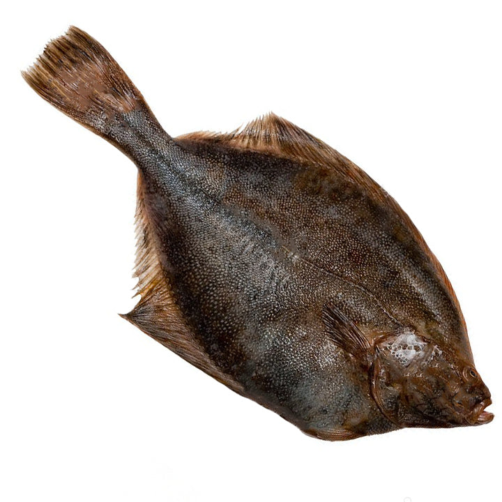 Black Plaice 600g-1kg – Simplyfresh HK
