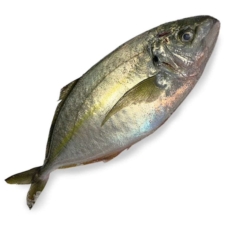 Wild White Trevally "Shima Aji" +/- 1kg – Simplyfresh HK