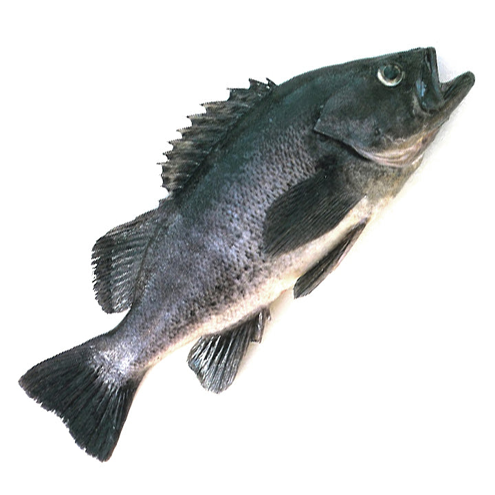 Black Rockfish SIMoN :: Species Database